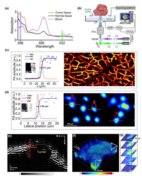 成果及论文-Photoacoustic Medical Translation Lab